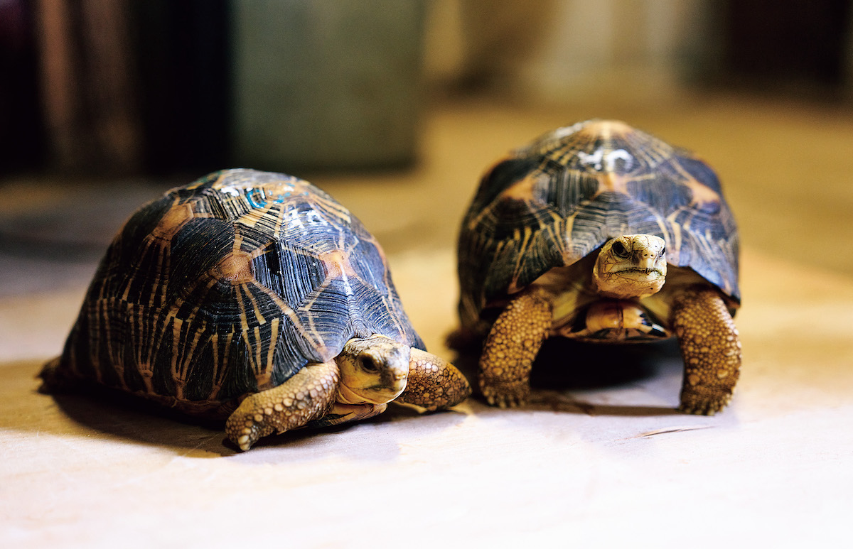 日本初上陸の珍獣、絶滅危惧種etc.飼育可能な希少動物カタログ | GOETHE