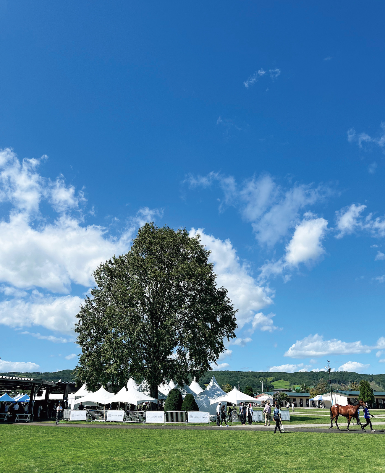 未来のG1馬を発掘！ 静かなる熱狂“ホースセール”の世界に潜入 | GOETHE