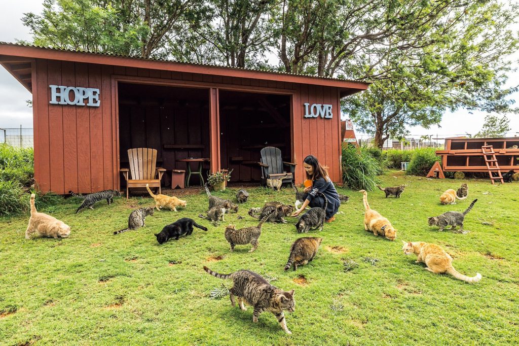 猫好きなら一度は訪れたい、ハワイ・ラナイ島の「猫の楽園」とは | GOETHE