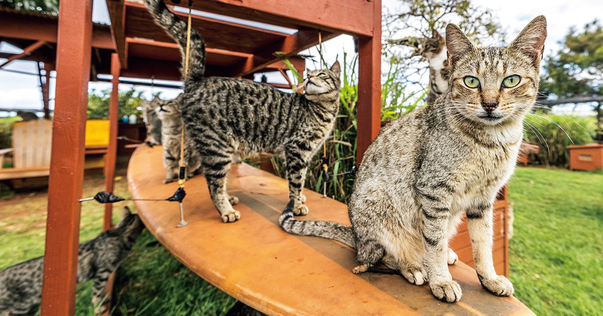 猫好きなら一度は訪れたい、ハワイ・ラナイ島の「猫の楽園」とは | GOETHE