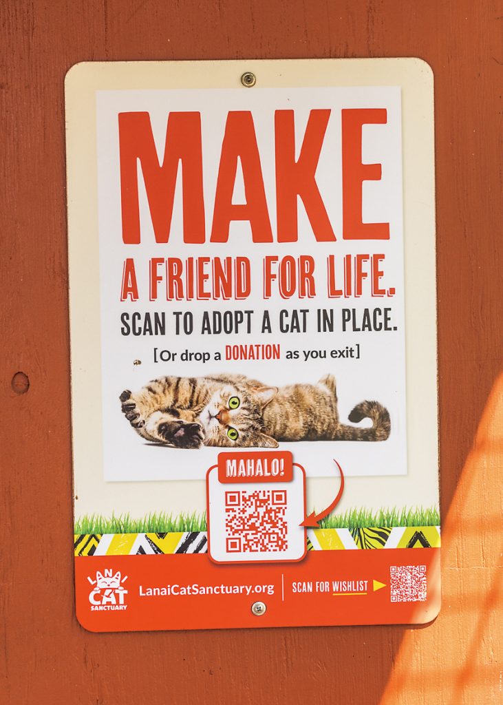 猫好きなら一度は訪れたい、ハワイ・ラナイ島の「猫の楽園」とは | GOETHE