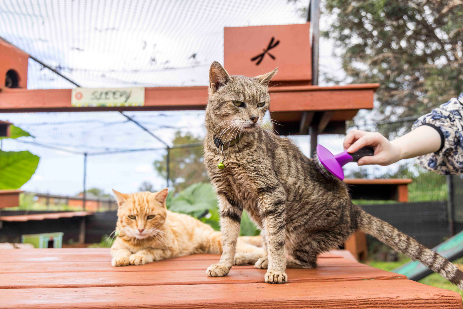 ここはまさに猫天国！ ハワイ、ラナイ島で暮らす幸せなニャンコと、日本人女性 | GOETHE
