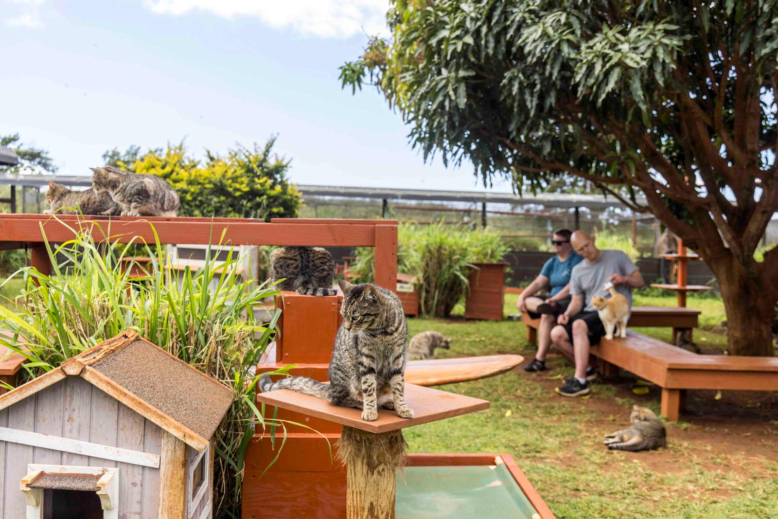 ここはまさに猫天国！ ハワイ、ラナイ島で暮らす幸せなニャンコと、日本人女性 | GOETHE