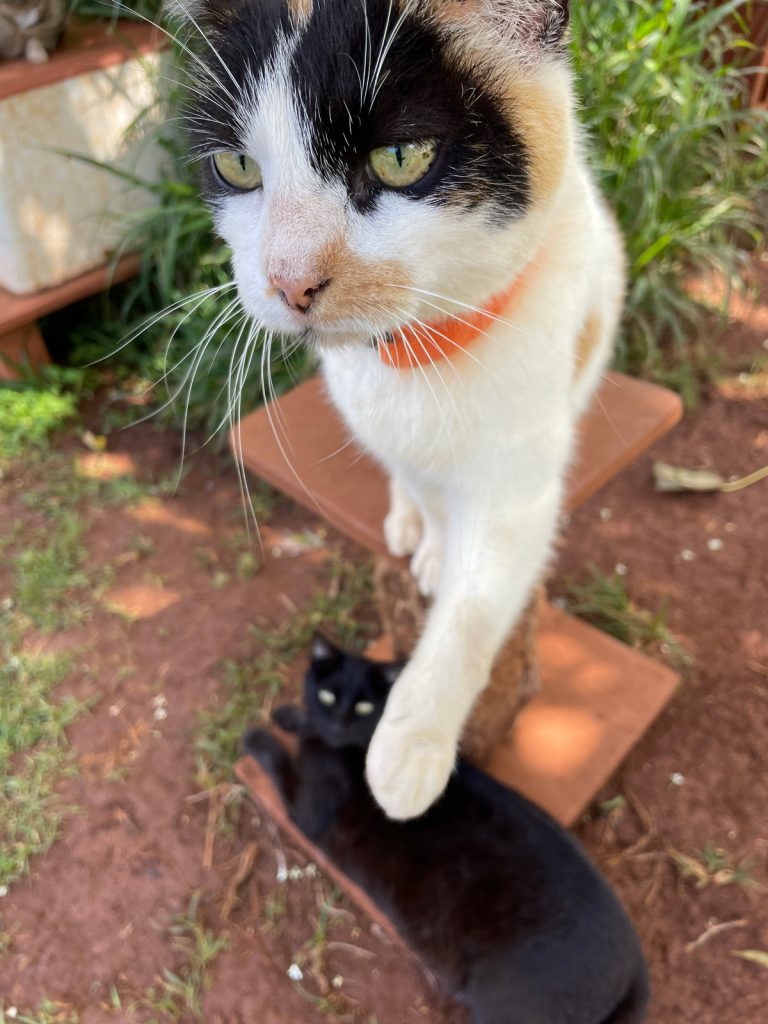 ここはまさに猫天国！ ハワイ、ラナイ島で暮らす幸せなニャンコと、日本人女性 | GOETHE